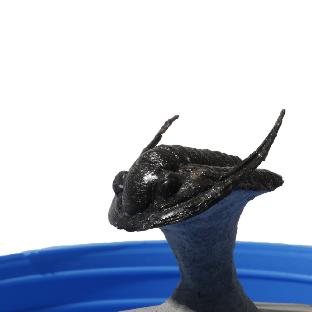Trilobite Fossil on Stone Stand - U#04 - 1" – Stonebridge Imports