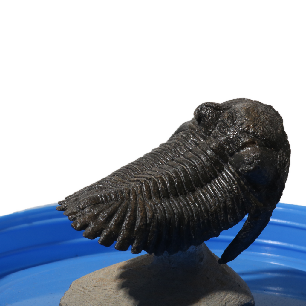 Trilobite Fossil on Stone Stand - U#05 - 2" – Stonebridge Imports