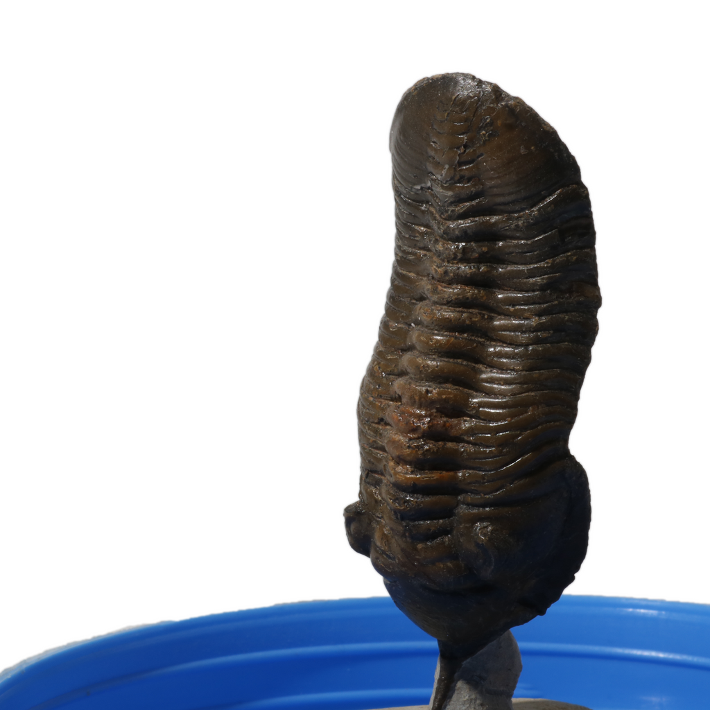 Trilobite Fossil on Stone Stand - U#06 - 2 1/2" – Stonebridge Imports
