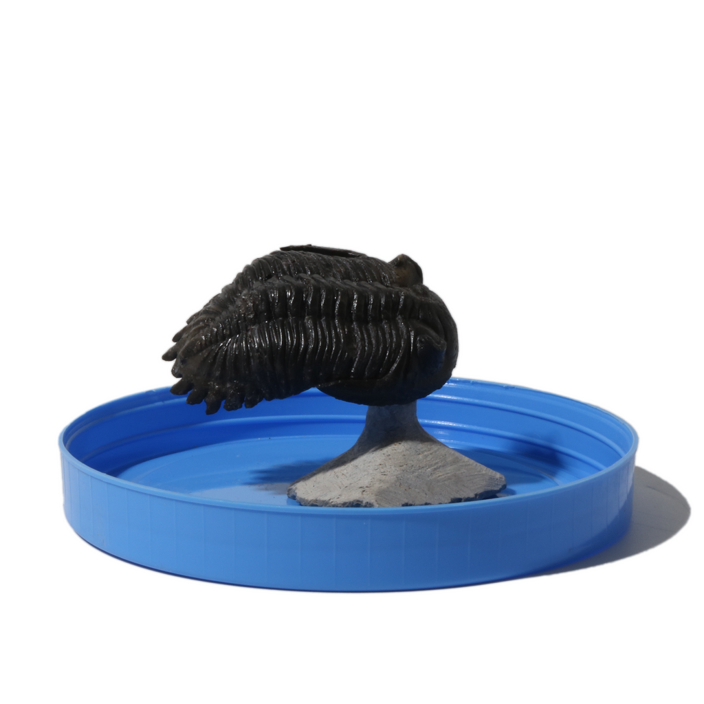 Black Trilobite Fossil on Stone Stand - Unique #07 – Stonebridge Imports