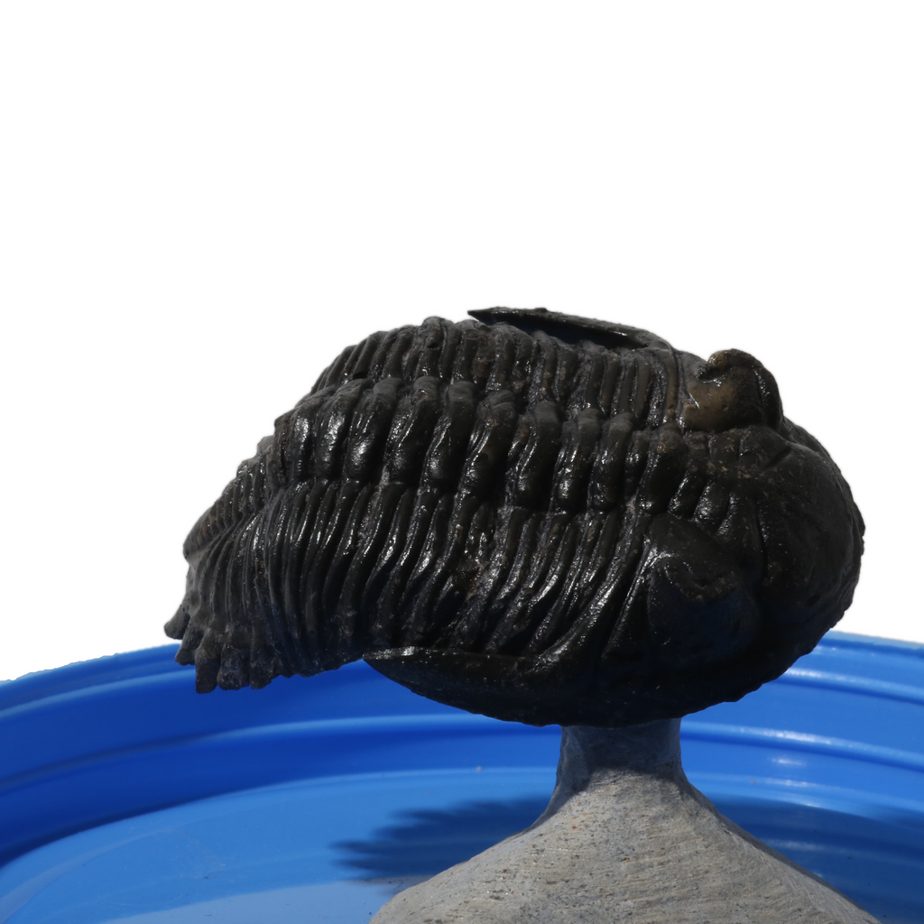 Trilobite Fossil on Stone Stand - U#07 - 2 1/2" – Stonebridge Imports