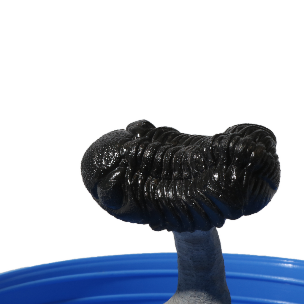 Trilobite Fossil on Stone Stand - U#09 - 2" – Stonebridge Imports