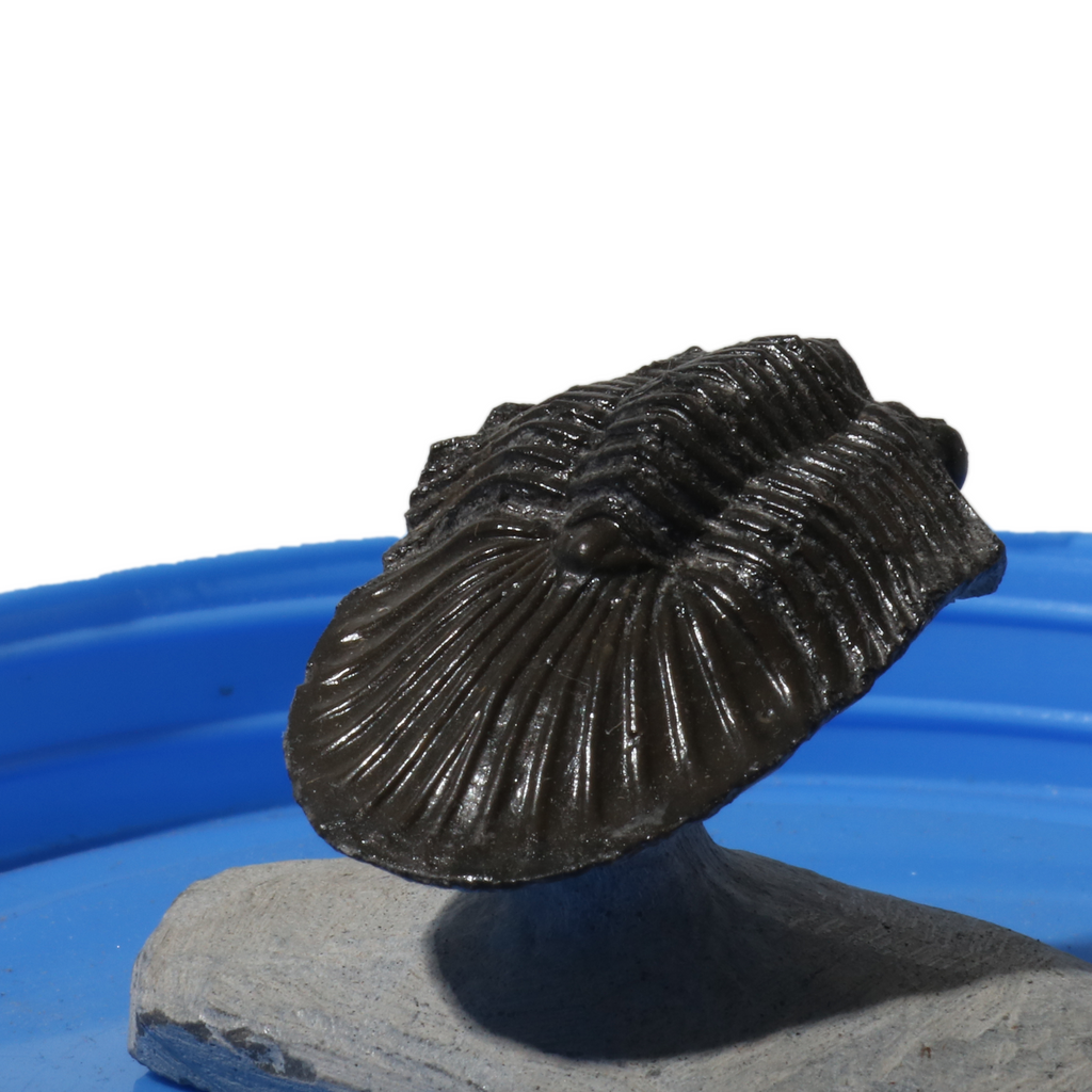 Trilobite Fossil on Stone Stand - U#11 - 1 1/2" – Stonebridge Imports