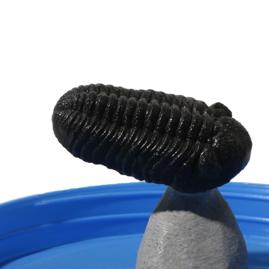 Trilobite Fossil on Stone Stand - U#18 - 2" – Stonebridge Imports