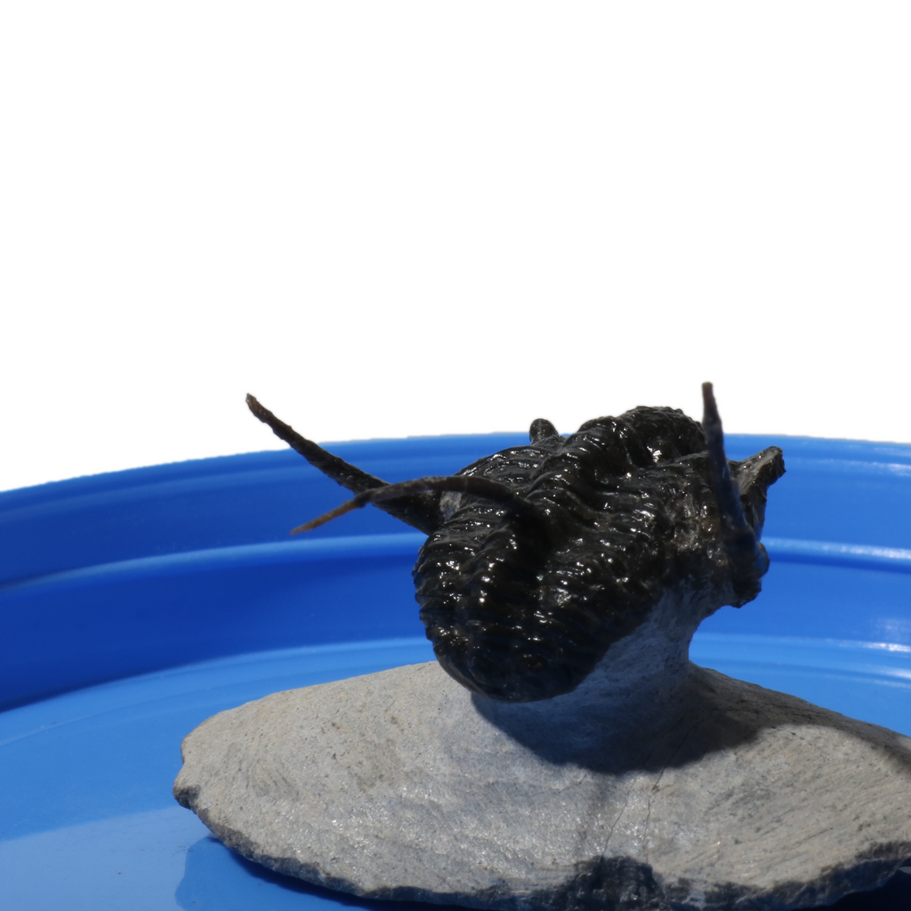 Trilobite Fossil on Stone Stand - U#26 - 1" – Stonebridge Imports