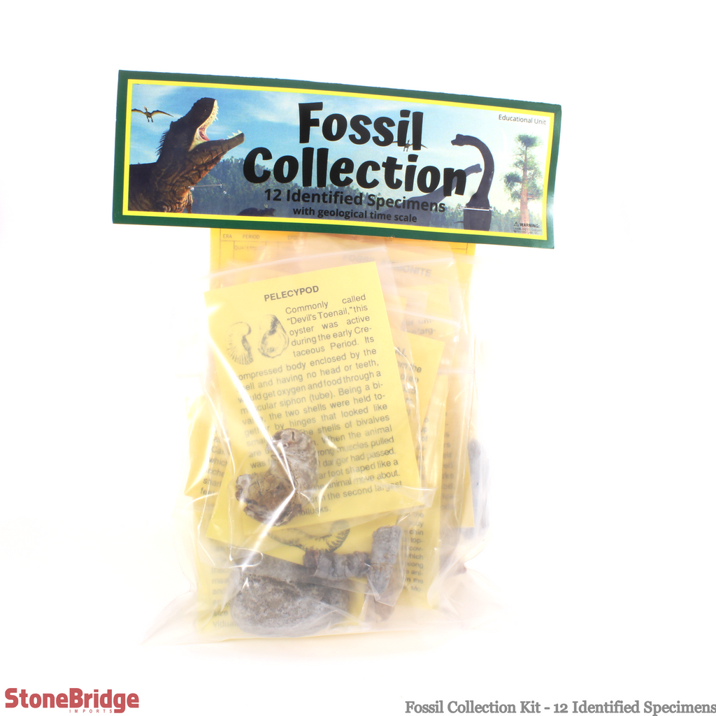 Fossil Collection Kit – Stonebridge Imports