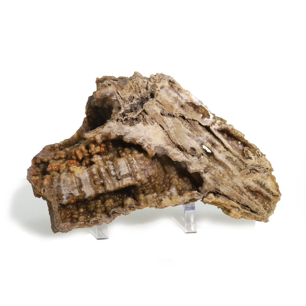 Brown Coral Fossil Geodes – Stonebridge Imports
